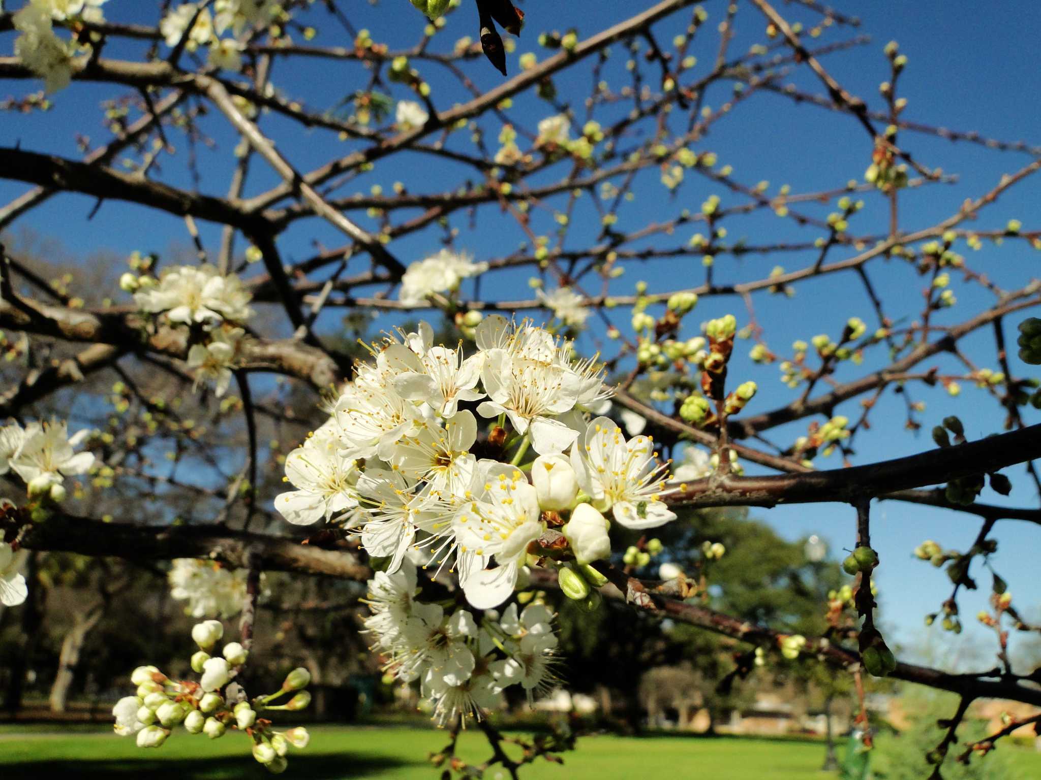 The deer-proof plants you should plant this spring
