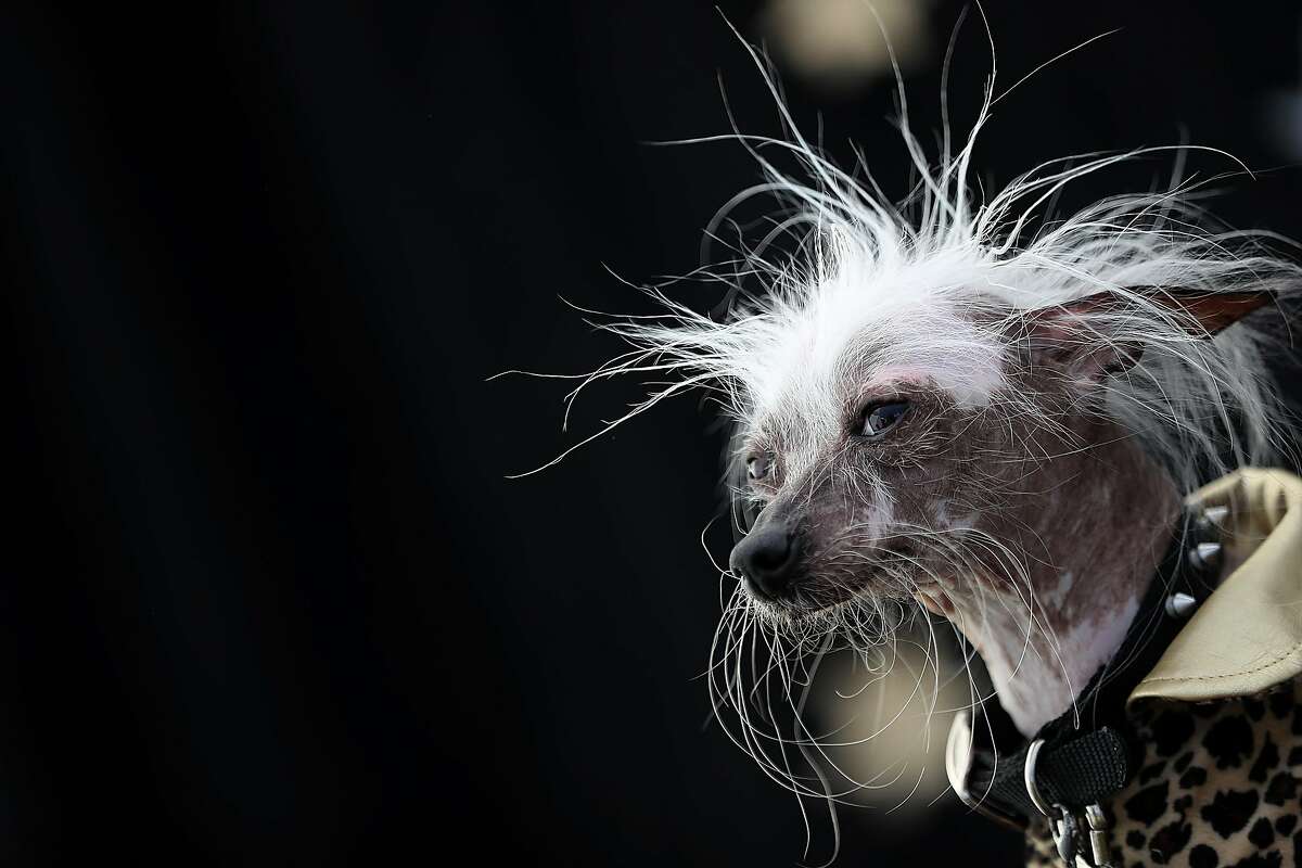 Meet the adorably ugly pups of the World’s Ugliest Dog competition