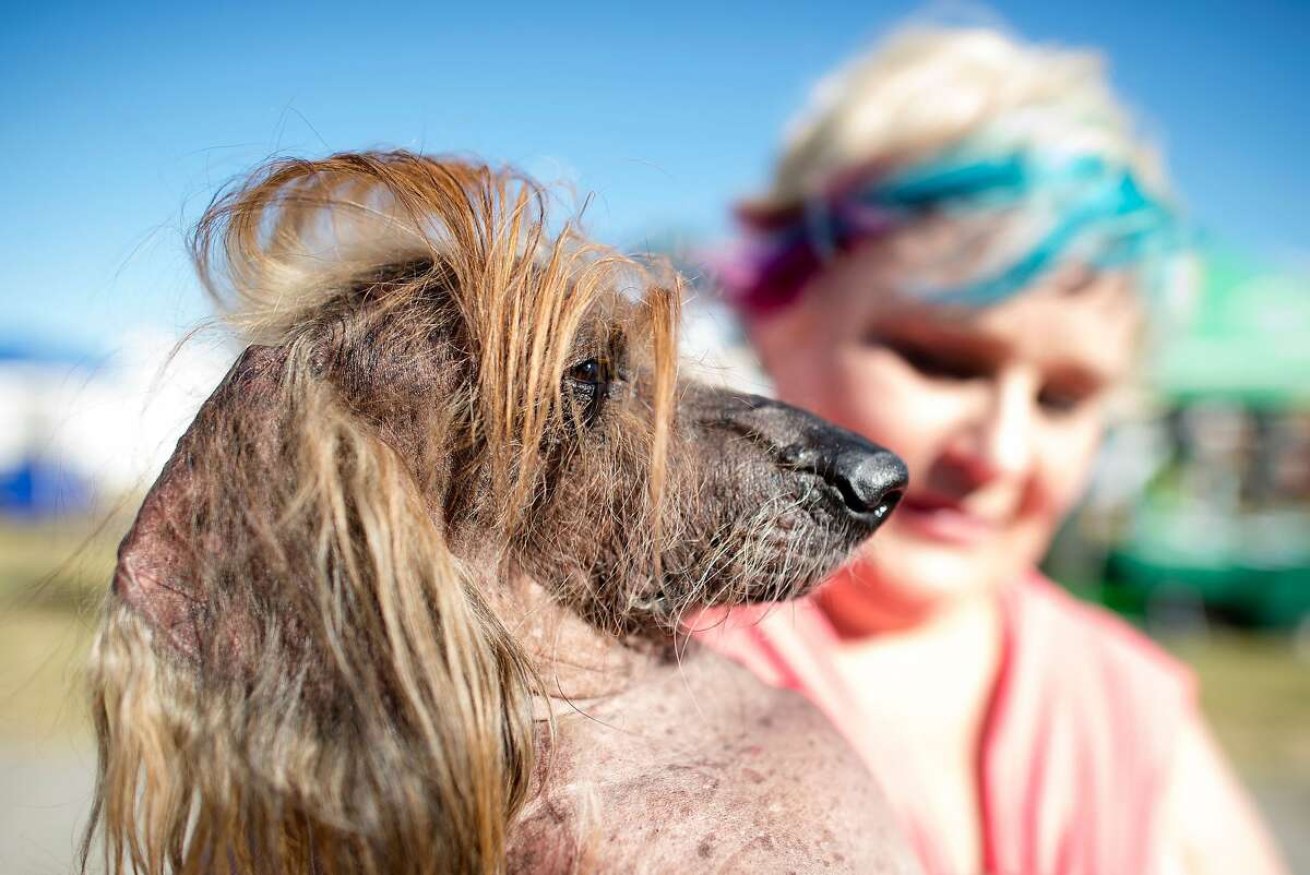 Meet the adorably ugly pups of the World’s Ugliest Dog competition
