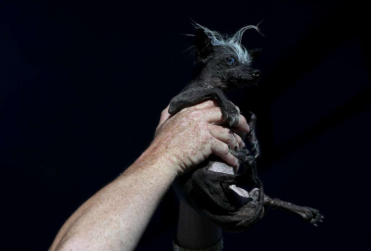 Meet the adorably ugly pups of the World’s Ugliest Dog competition