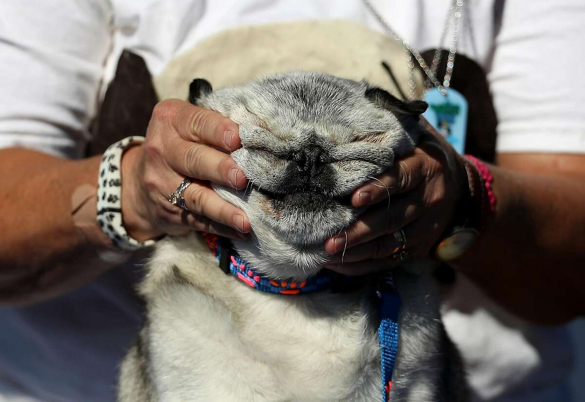 Meet the adorably ugly pups of the World’s Ugliest Dog competition