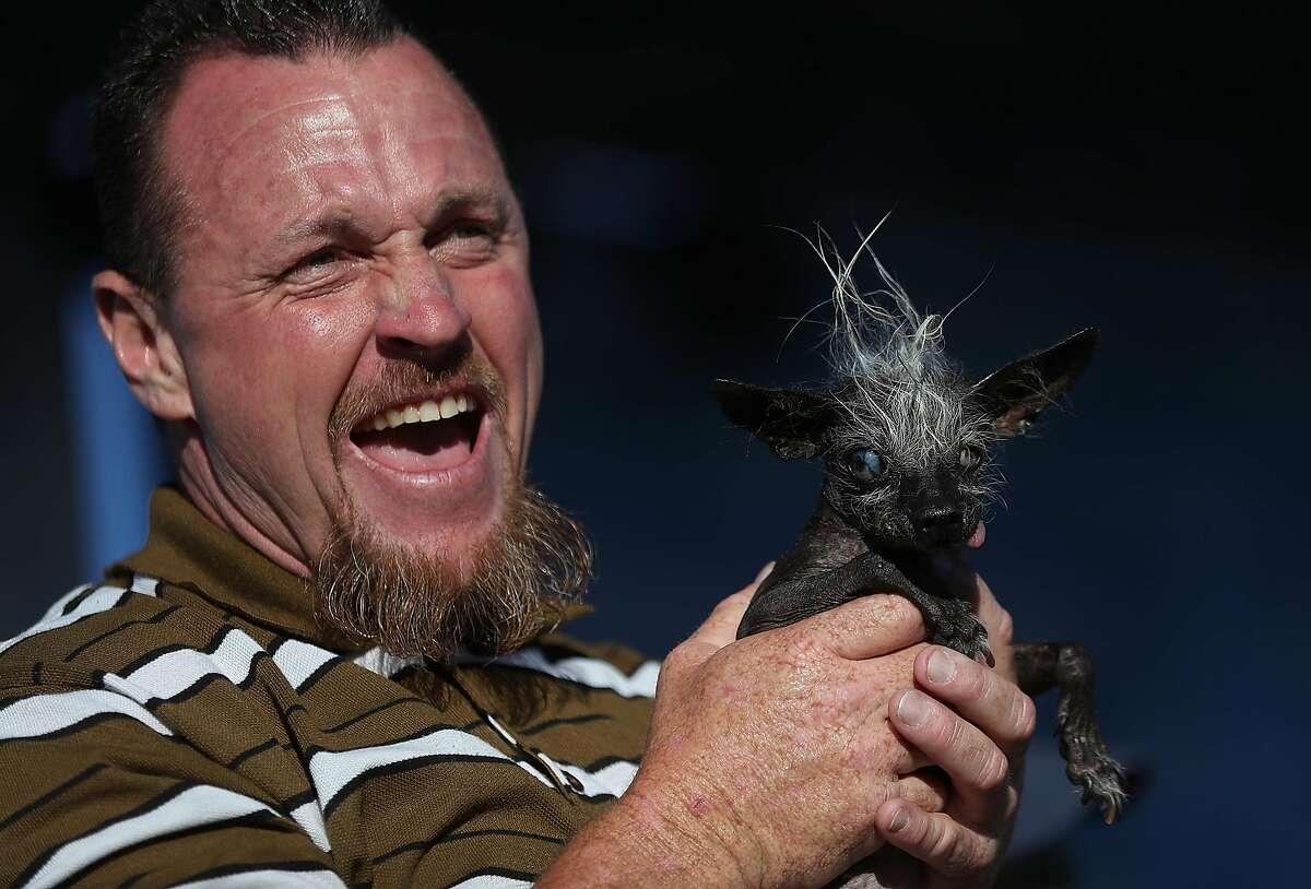 Meet the adorably ugly pups of the World’s Ugliest Dog competition