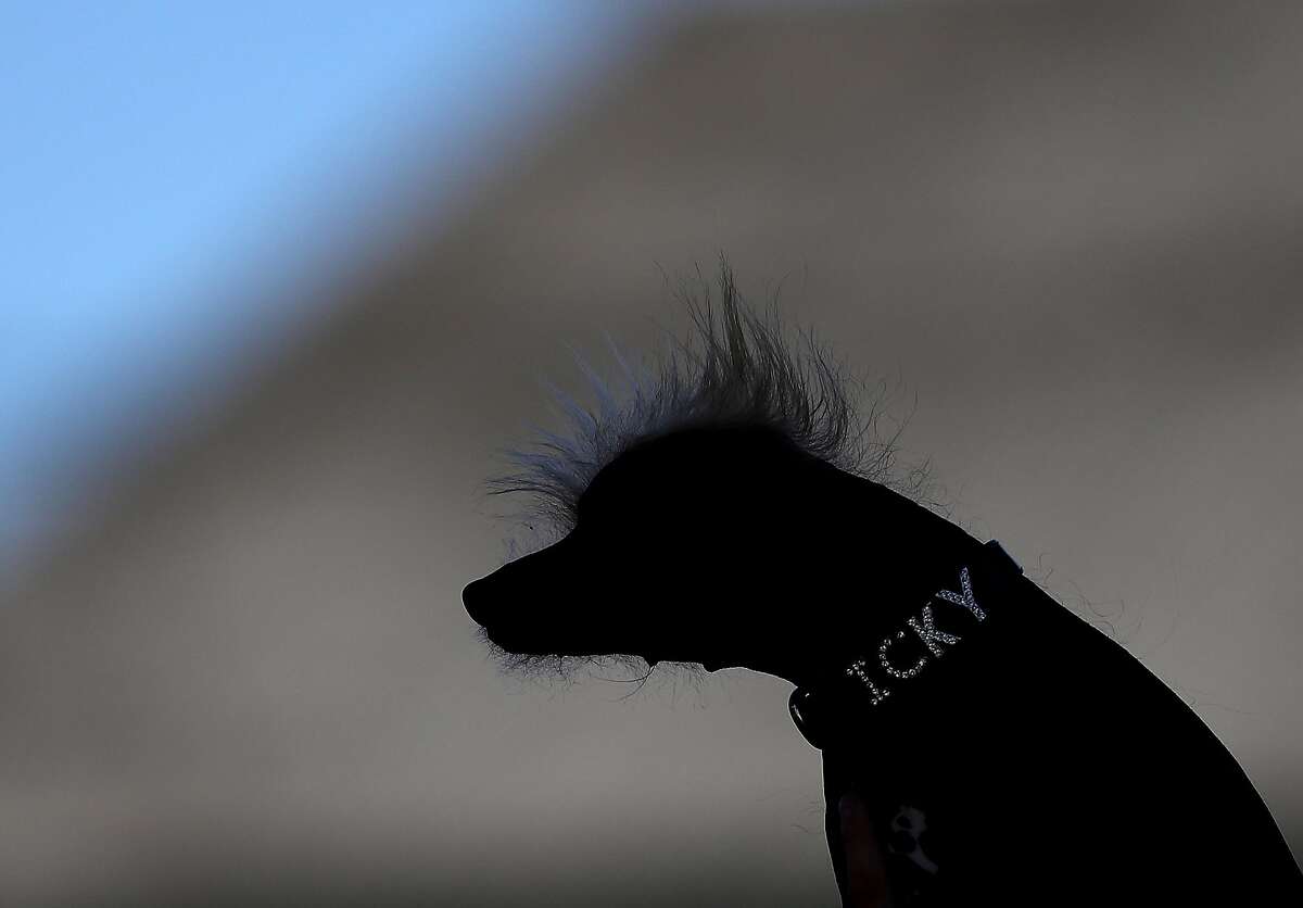 Meet the adorably ugly pups of the World’s Ugliest Dog competition