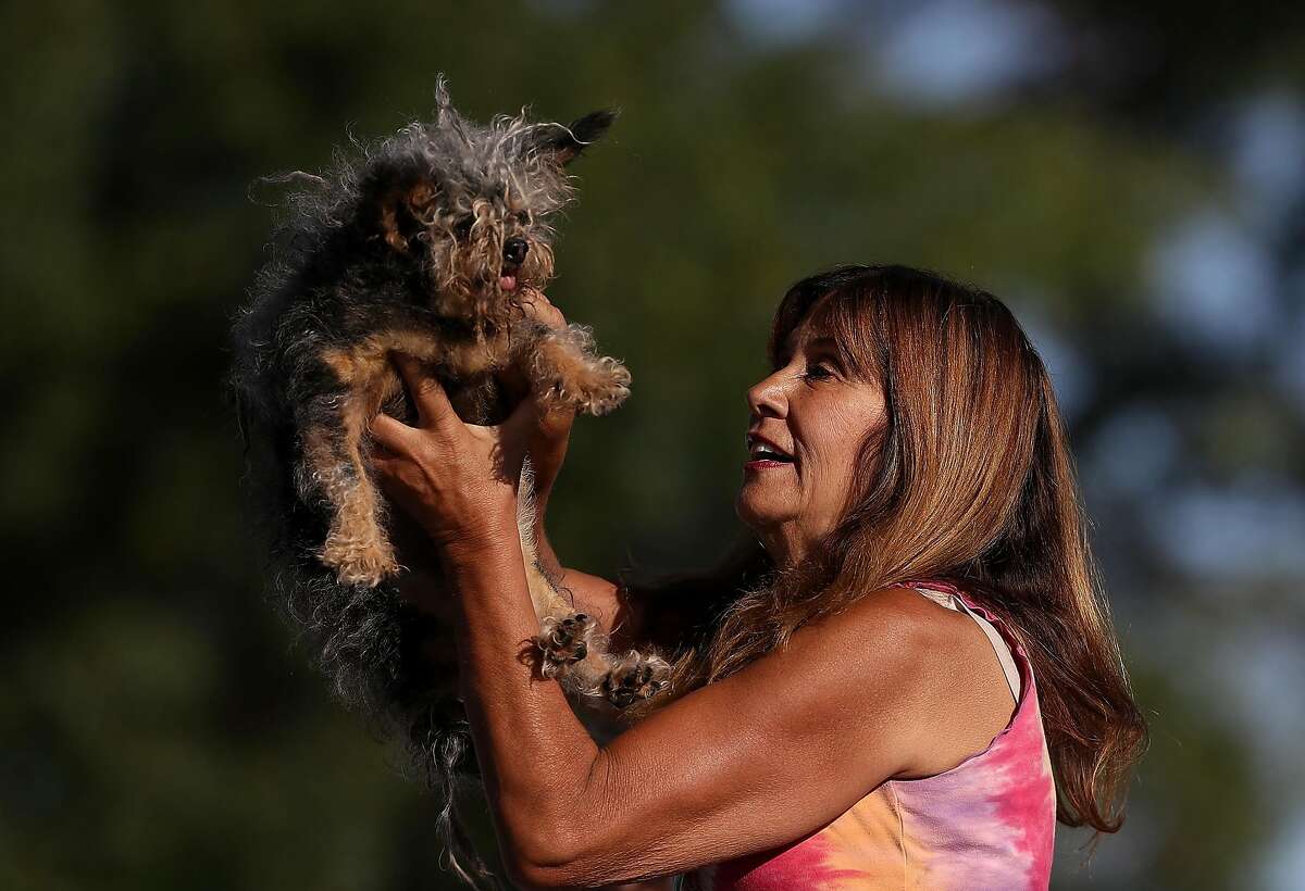 Meet the adorably ugly pups of the World’s Ugliest Dog competition