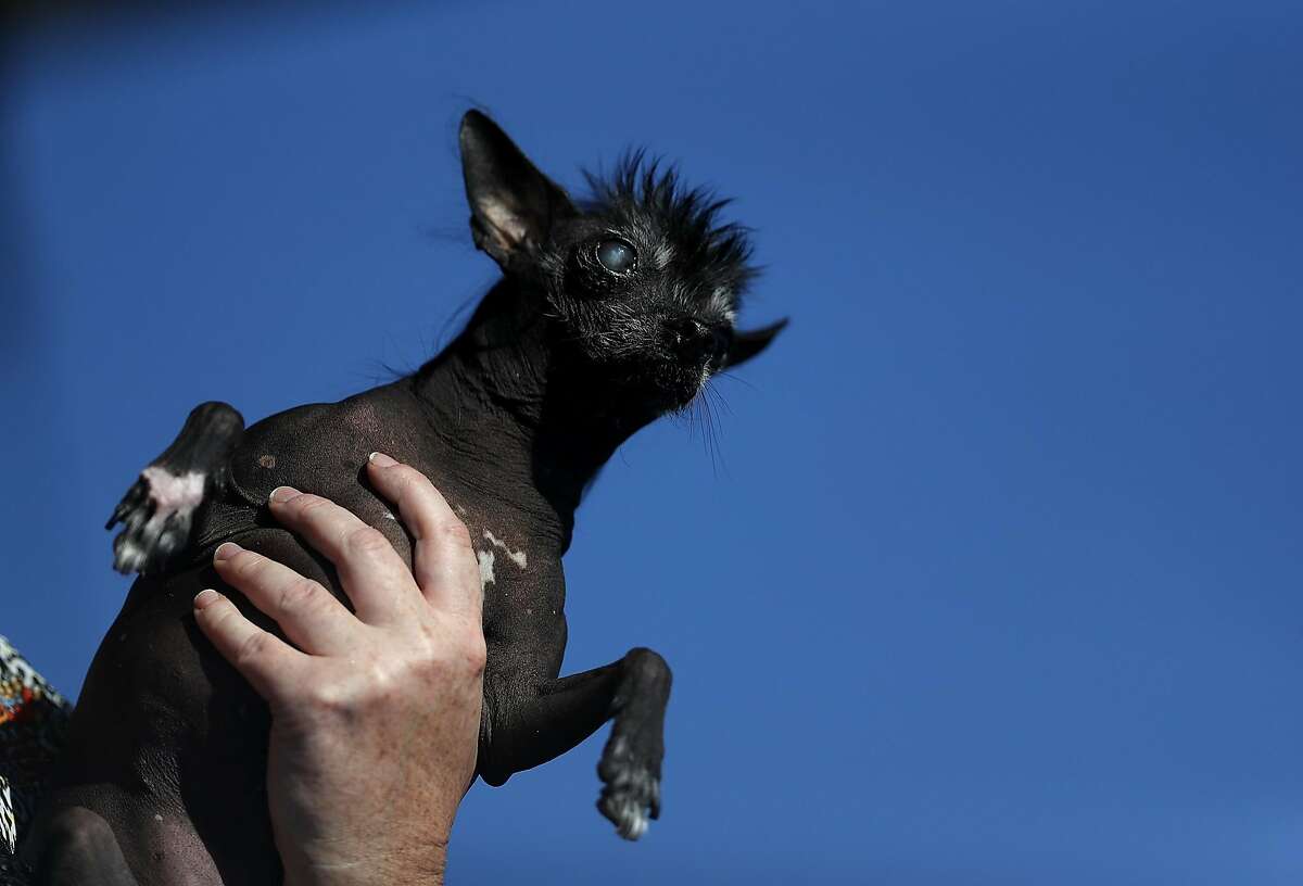 Meet the adorably ugly pups of the World’s Ugliest Dog competition