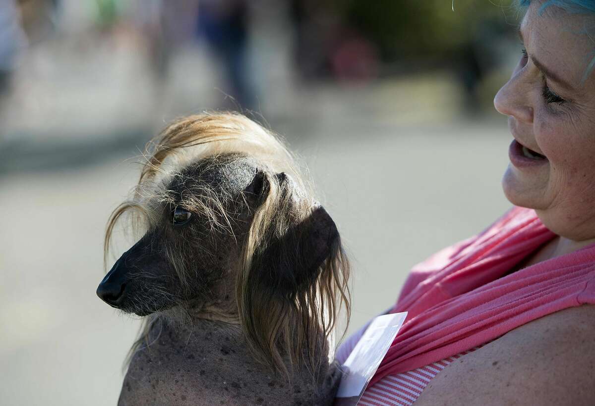 Meet the adorably ugly pups of the World’s Ugliest Dog competition