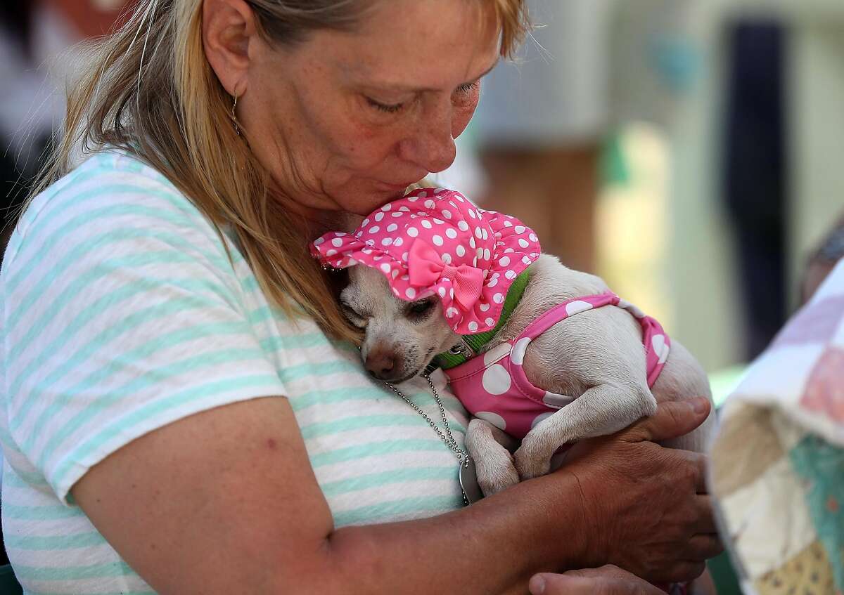 Meet the adorably ugly pups of the World’s Ugliest Dog competition