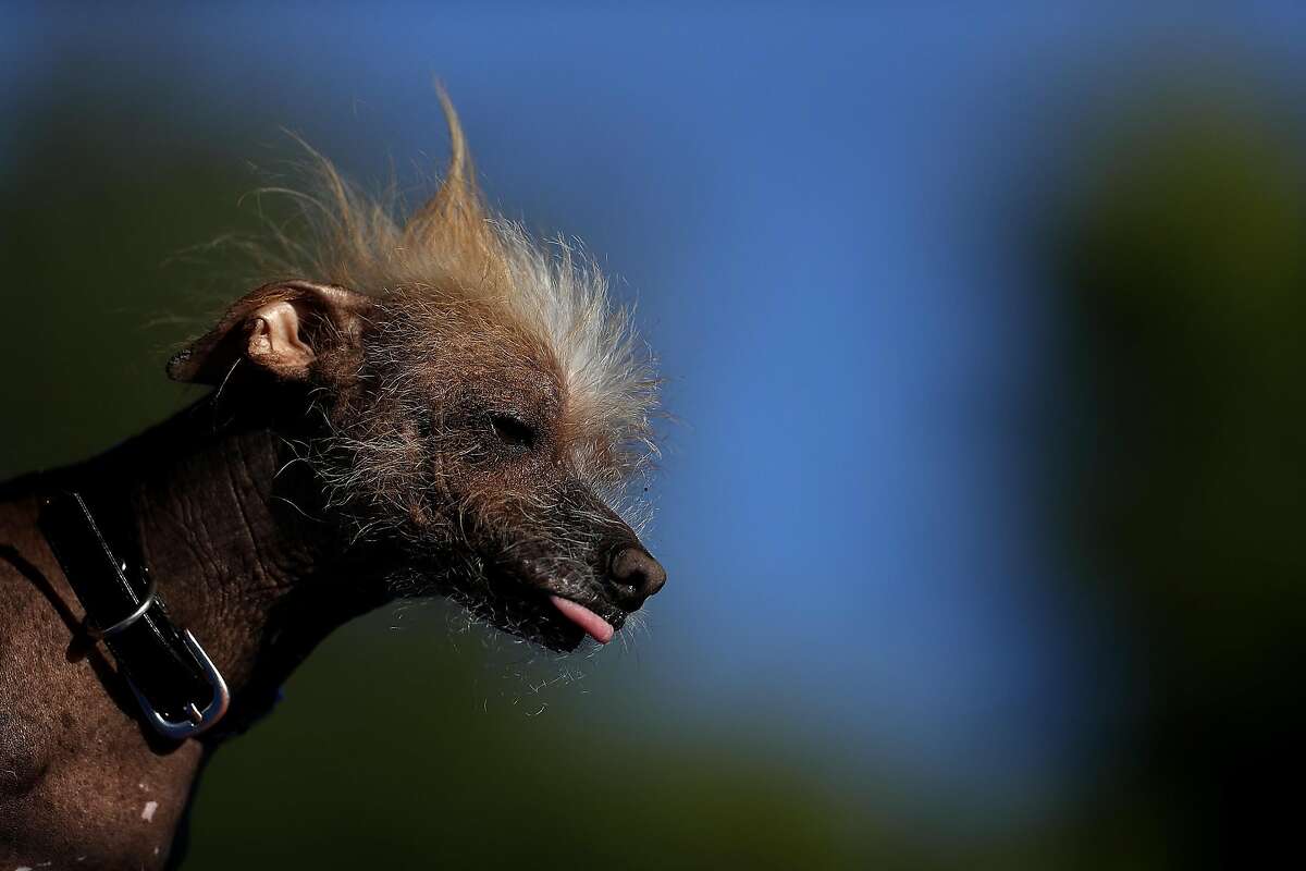 Meet the adorably ugly pups of the World’s Ugliest Dog competition