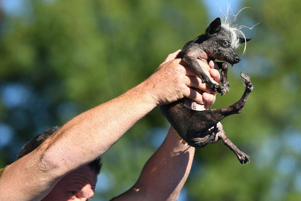 Meet the adorably ugly pups of the World’s Ugliest Dog competition