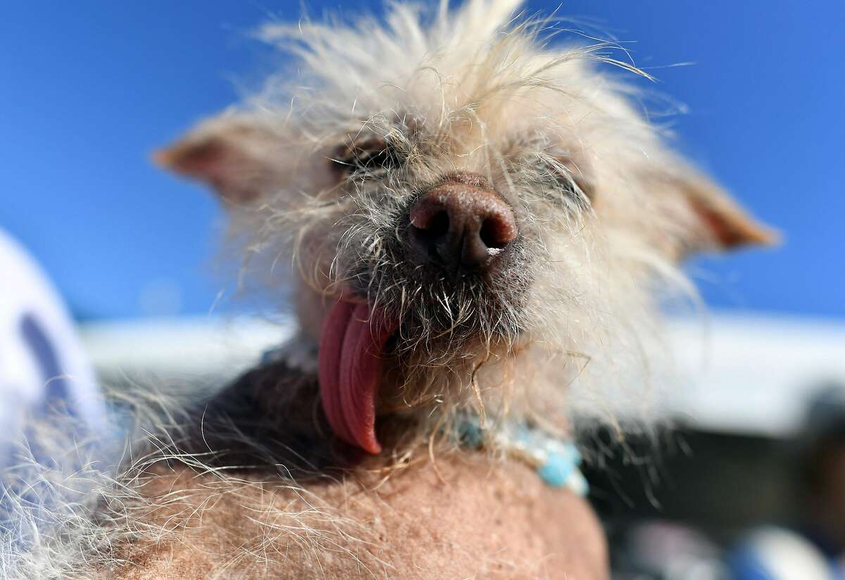 UPDATED: Controversy envelops World's Ugliest Dog Competition over ...