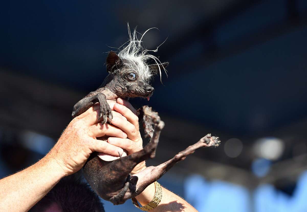Meet the adorably ugly pups of the World’s Ugliest Dog competition