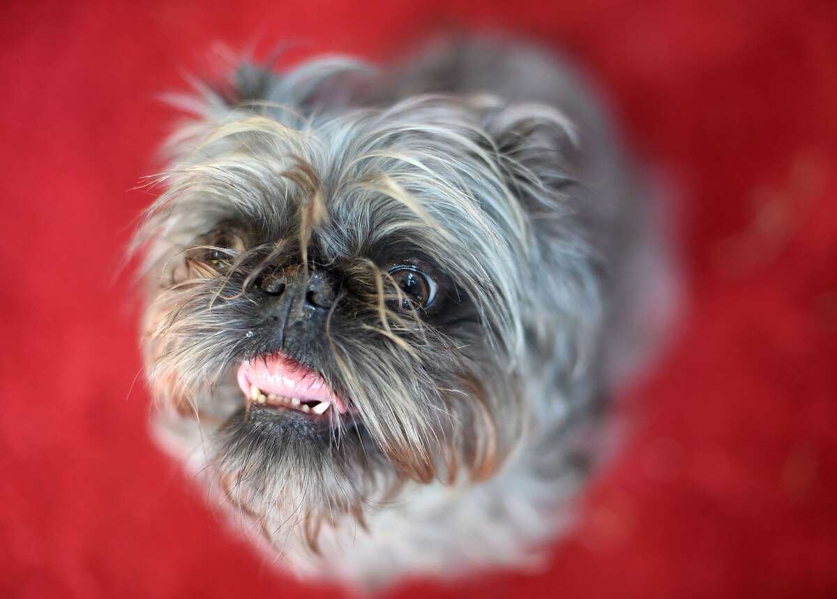Meet the adorably ugly pups of the World’s Ugliest Dog competition