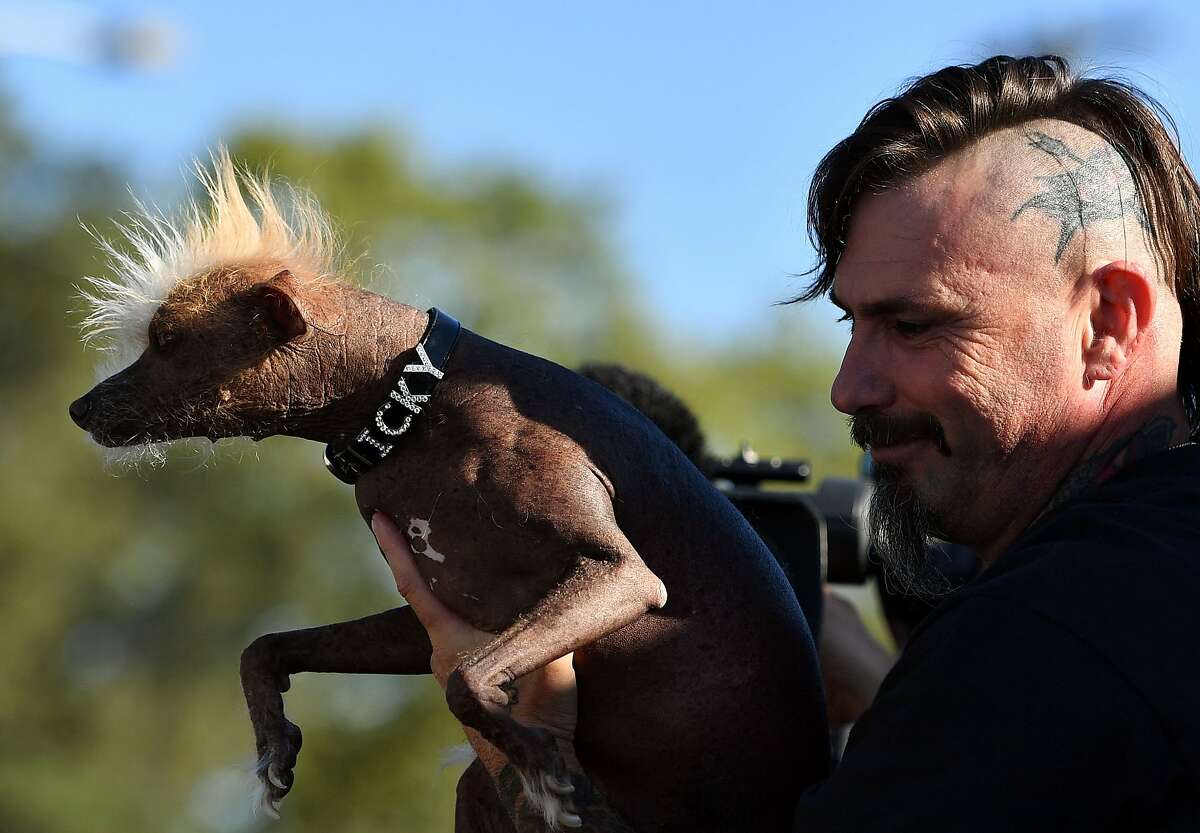 Meet the adorably ugly pups of the World’s Ugliest Dog competition