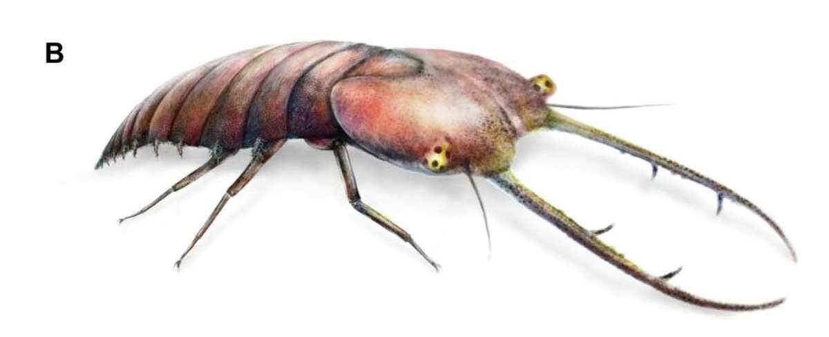 Crazy camo-bugs discovered in ancient amber