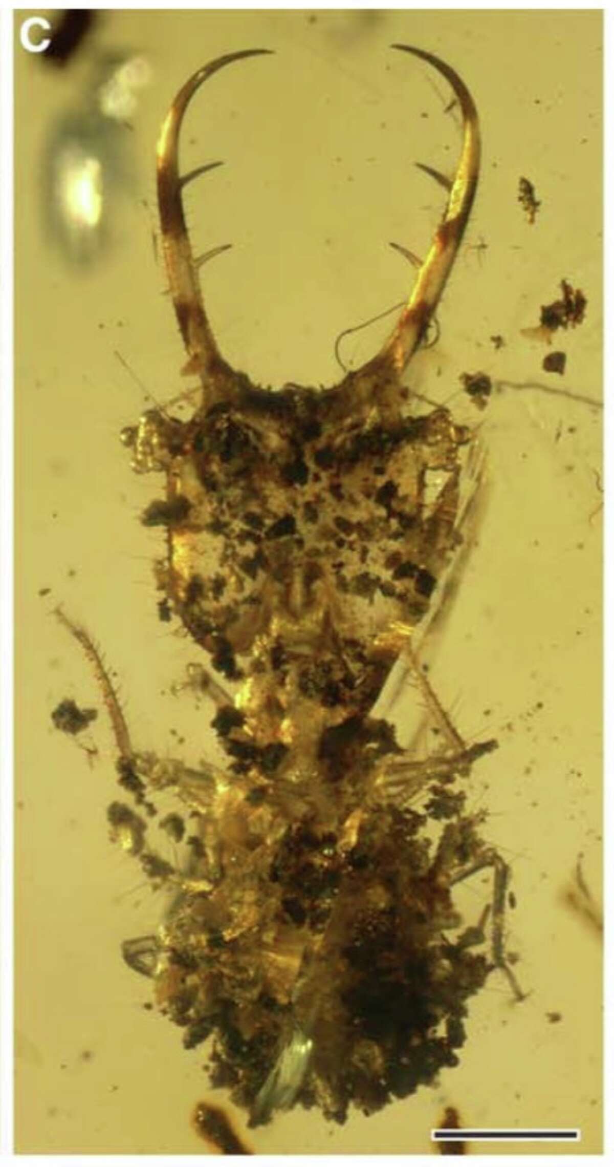 Crazy camo-bugs discovered in ancient amber