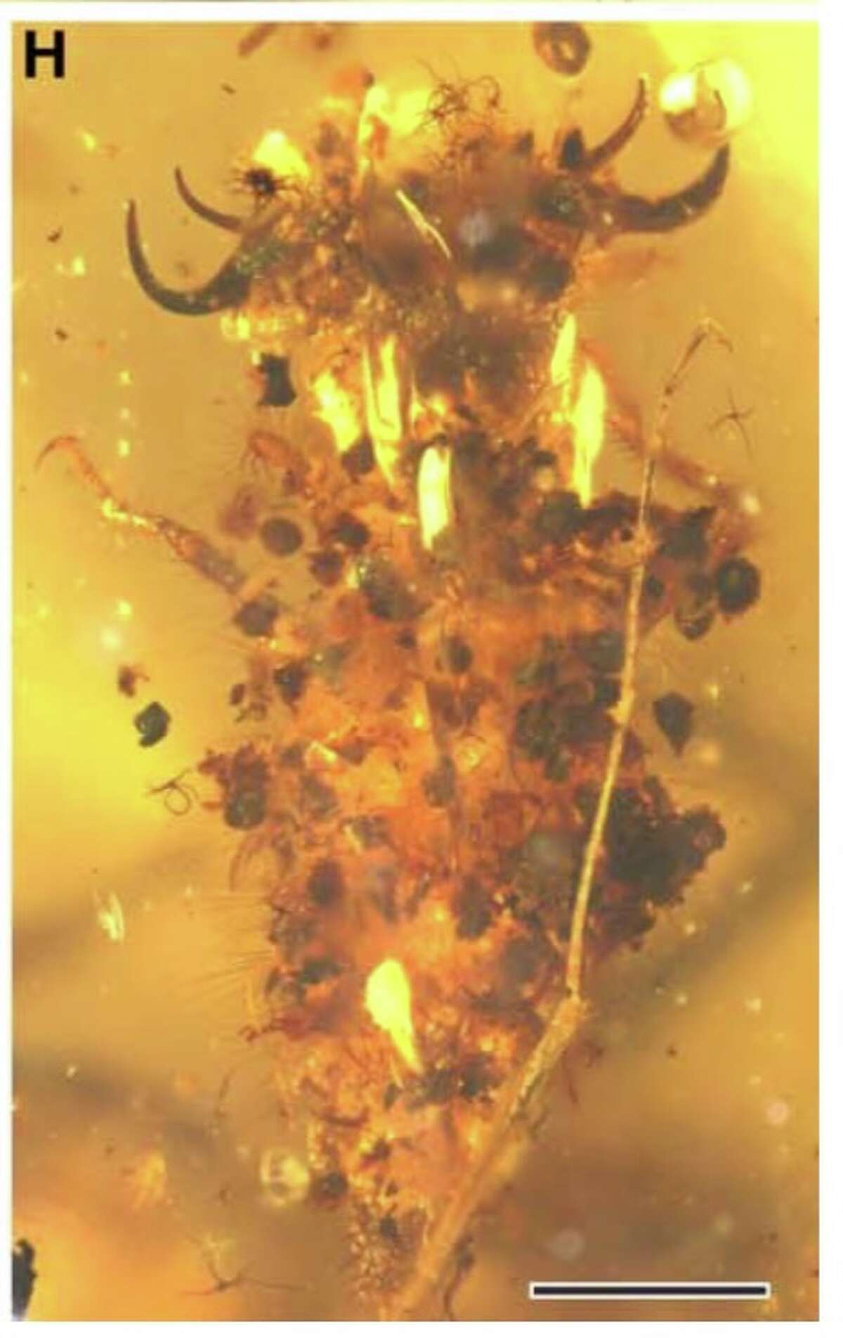 Crazy camo-bugs discovered in ancient amber
