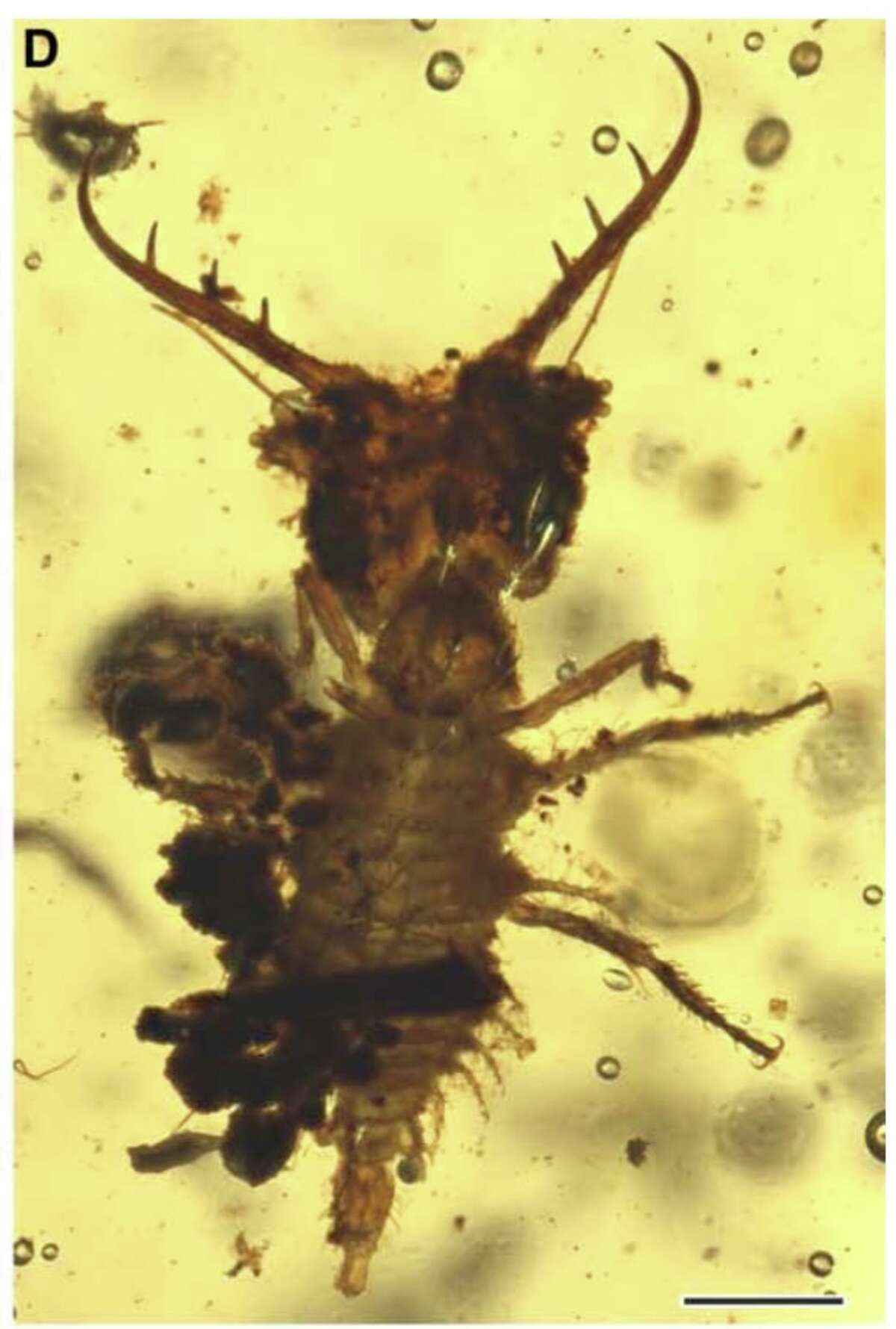 Crazy camo-bugs discovered in ancient amber
