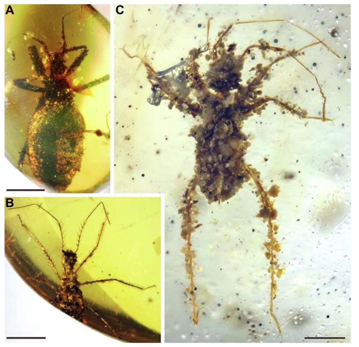 Crazy camo-bugs discovered in ancient amber