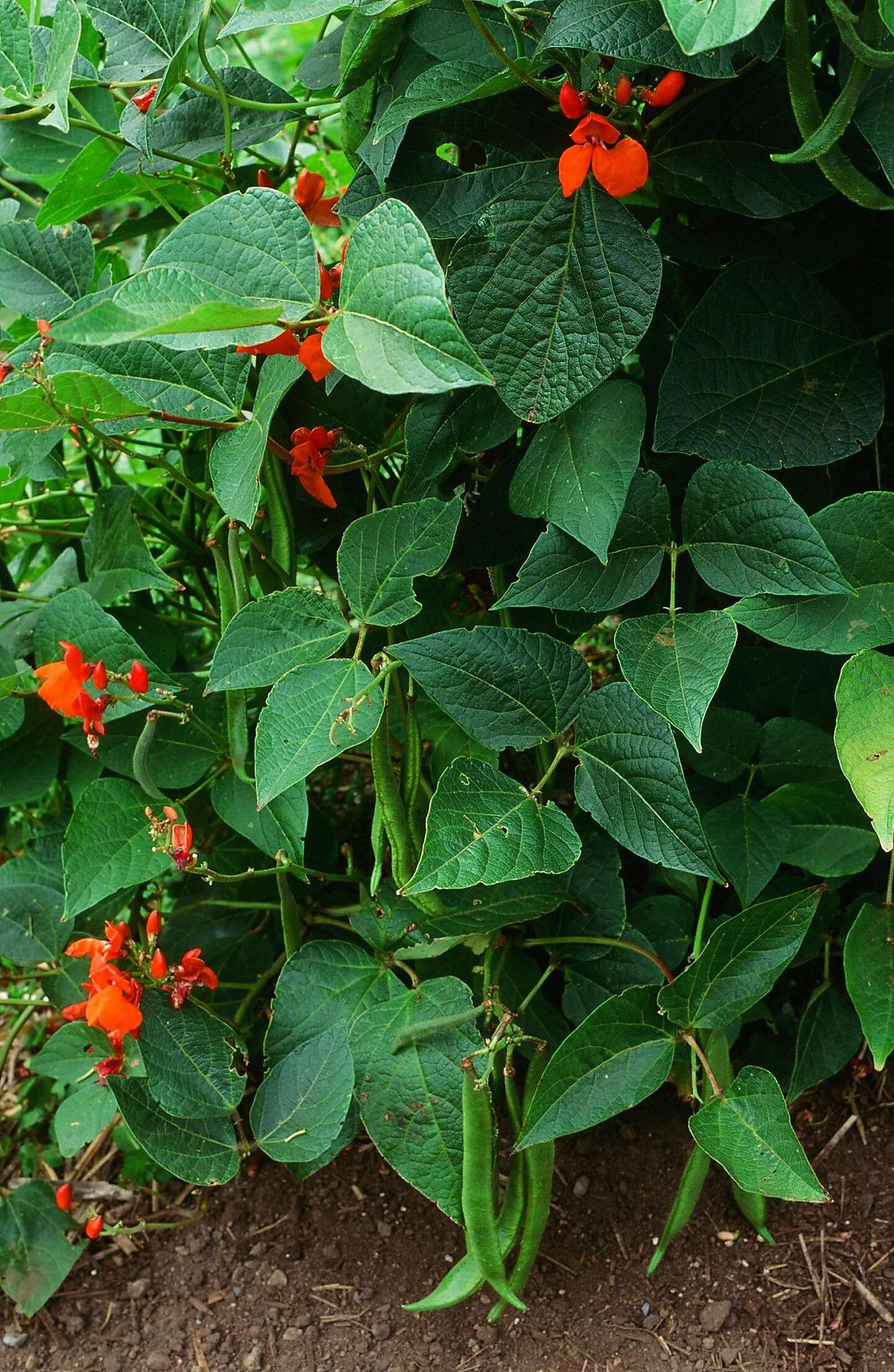 Runner beans are an easy way to jump-start your garden