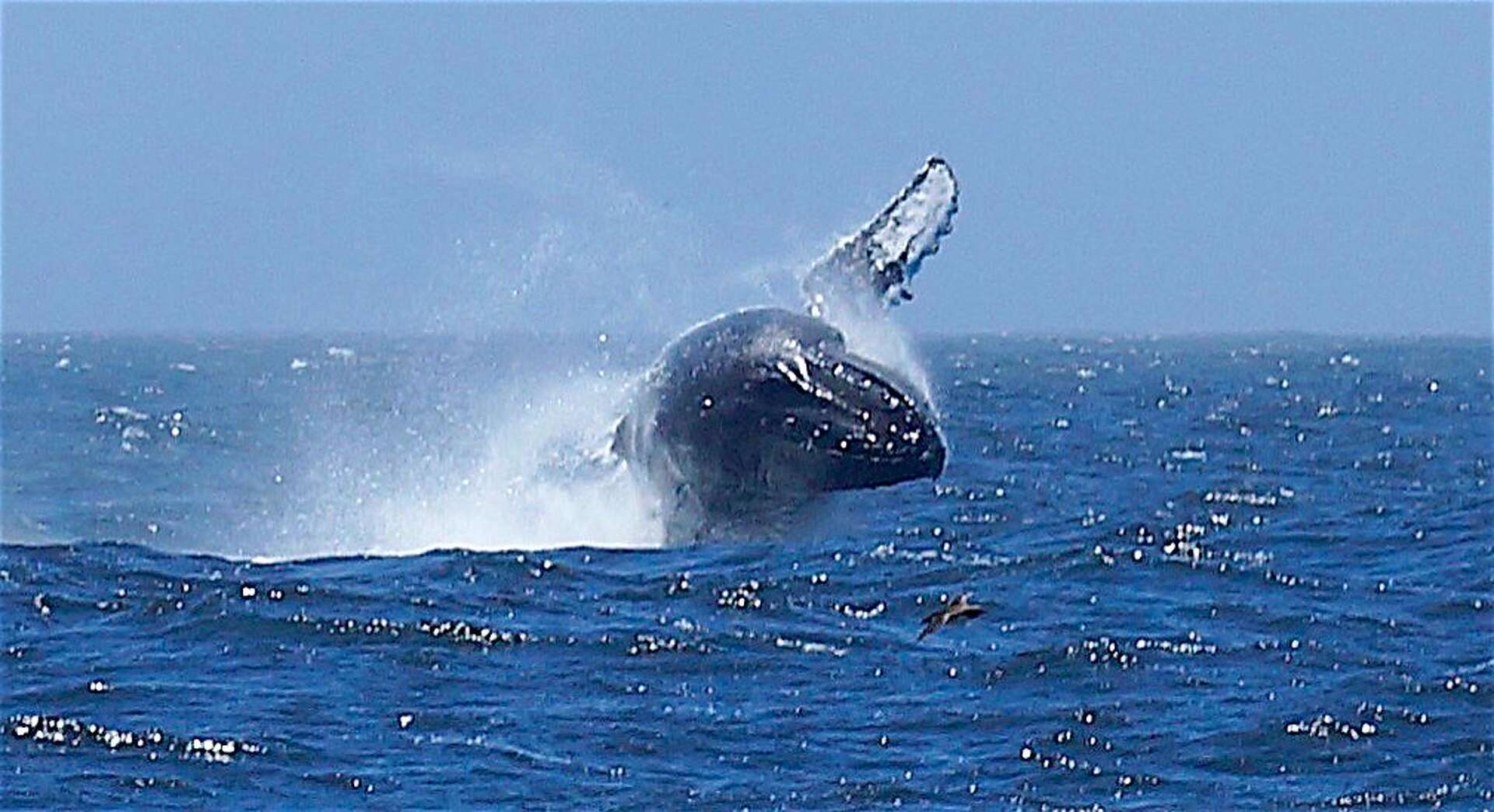 Tips for taking great photos while whale watching