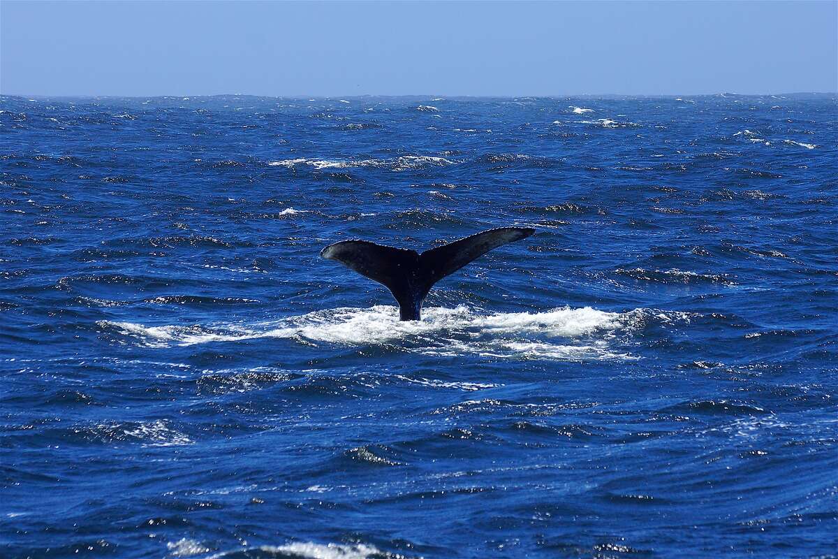 Tips for taking great photos while whale watching