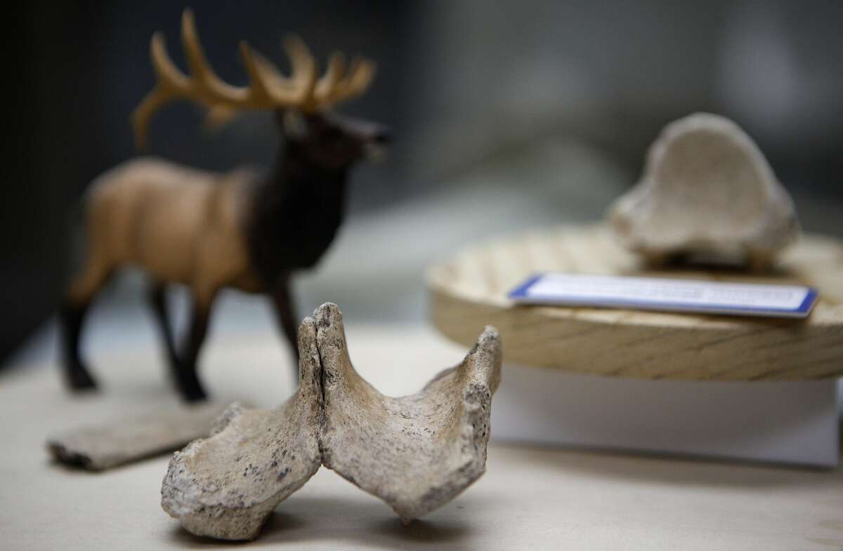 How Ice Age fossils found in East Bay help children learn