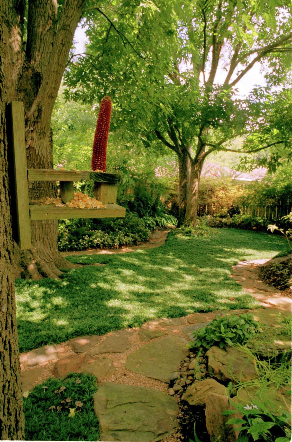 Calvin Finch: Your guide to shade- and drought-tolerant groundcovers to ...
