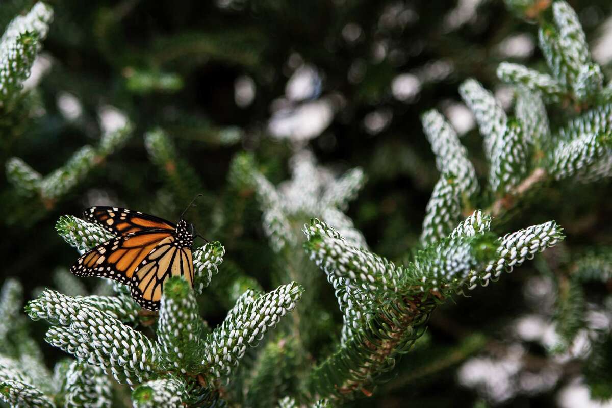 Woodland Park Zoo opens Butterfly Garden