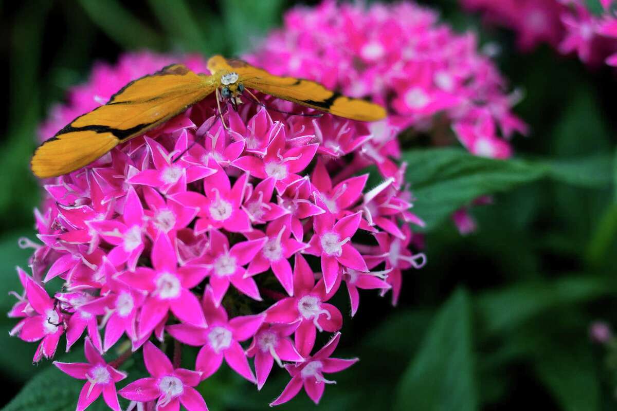 Woodland Park Zoo opens Butterfly Garden