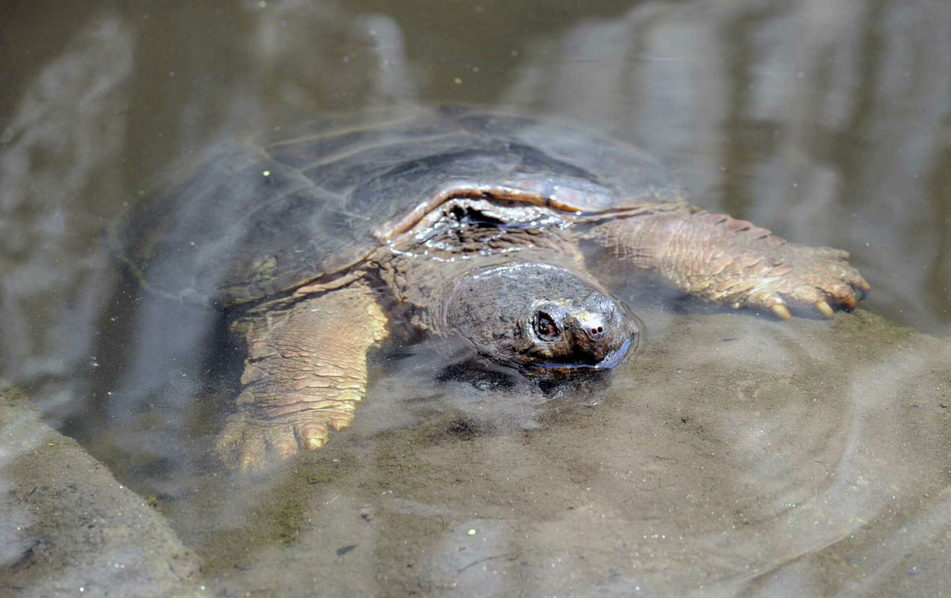 Snapping turtles leave nests, head toward water