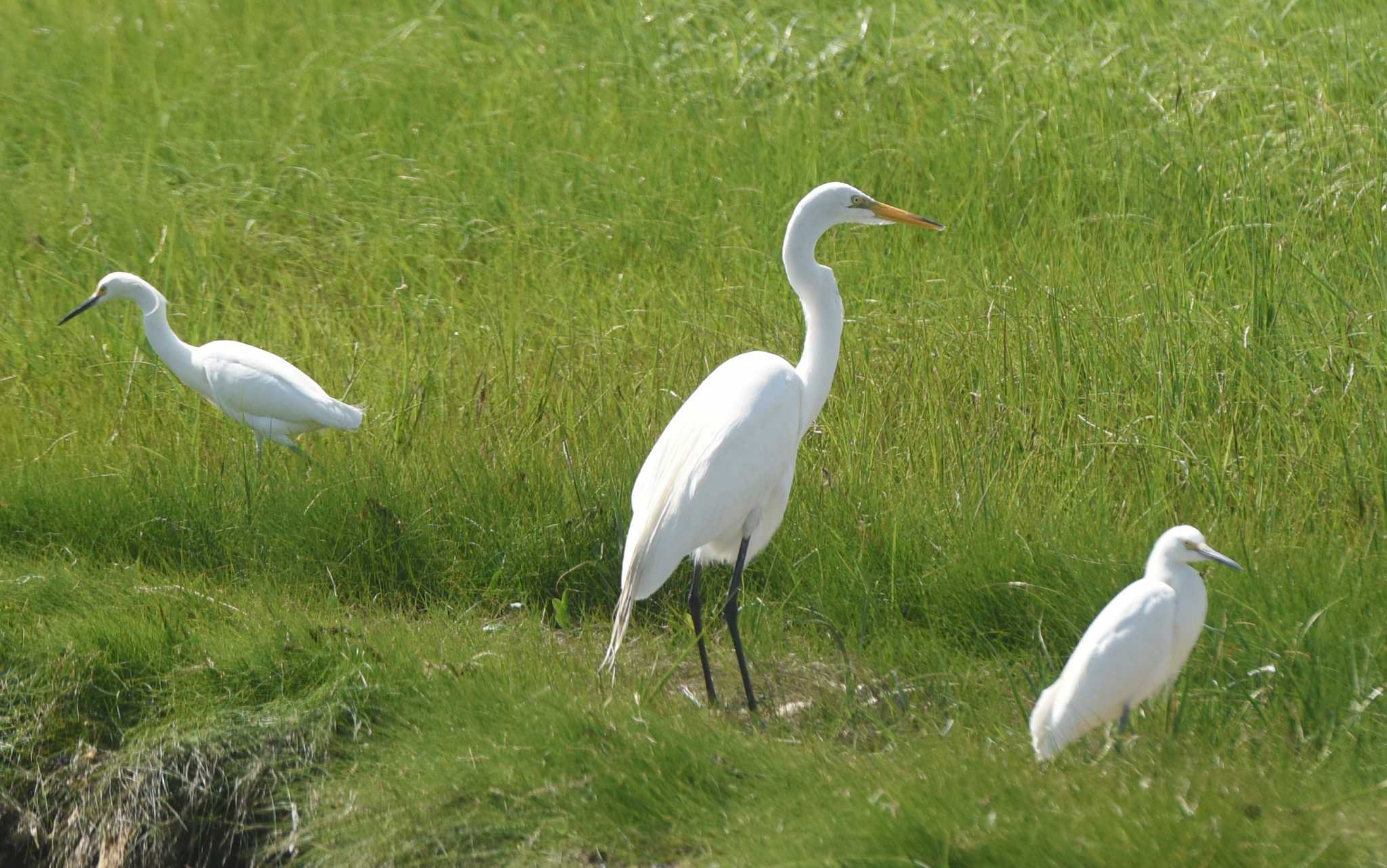 Bird walk is a window on life at Greenwich Point