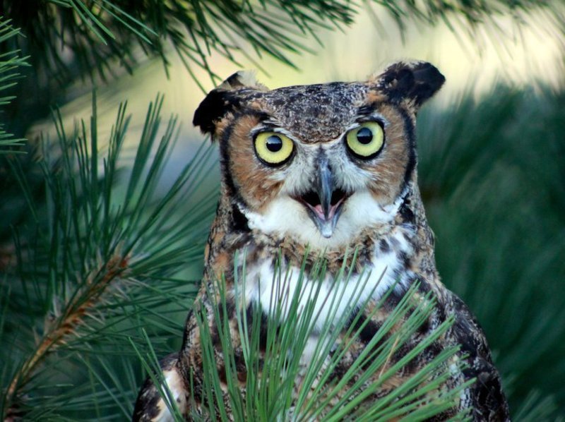 Midland Camera Club photos on display at Chippewa Nature Center