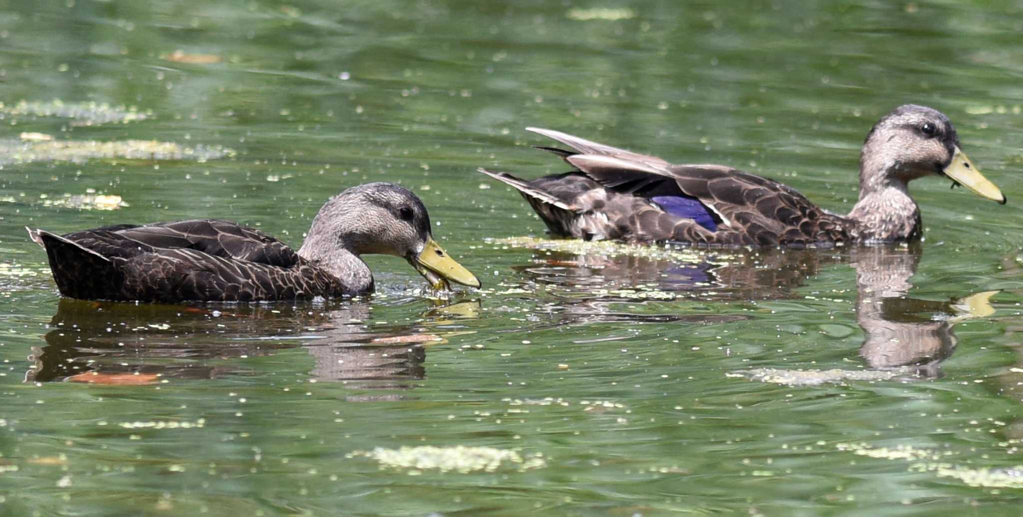 Scientists plan to use drones to track duck population