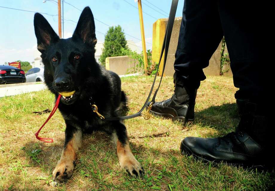Police dog rescues child - Connecticut Post