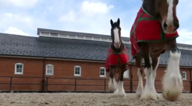 (VIDEO) Budweiser Clydesdales spend time in U.S. Army Caisson stables
