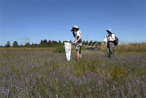 Butterfly watchers seek out the flitting insects