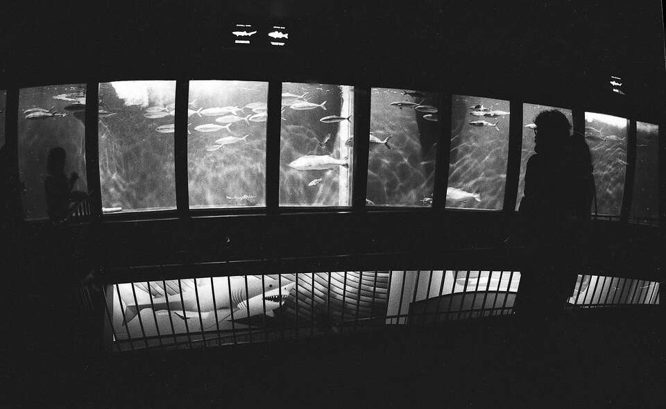 An ode to SF’s ‘infinite’ Steinhart Aquarium fish roundabout