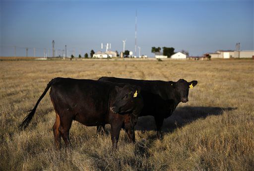West Texas A&M University researchers working on cloned beef