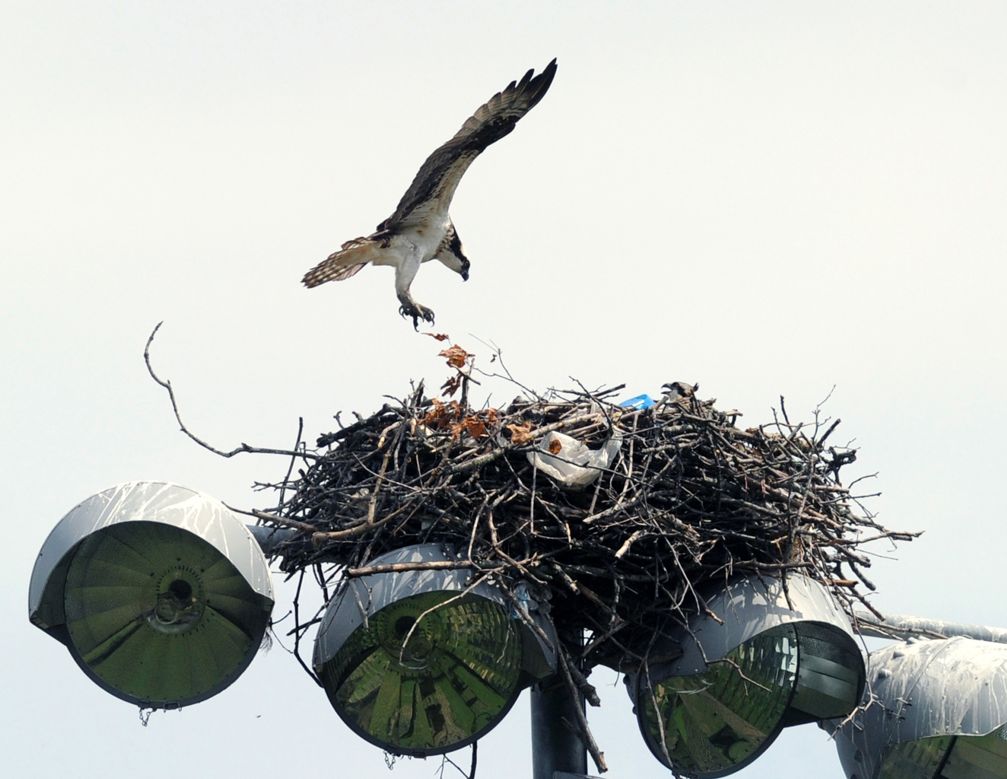 Ospreys nest atop light pole in Byram Park