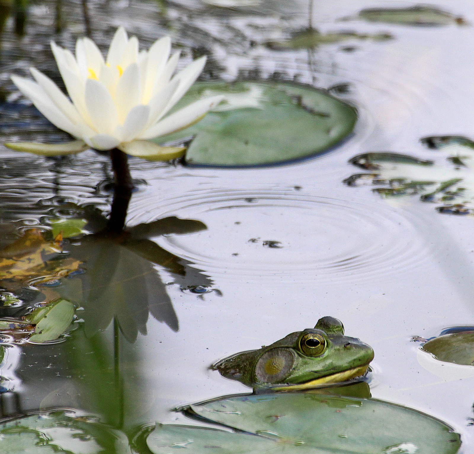 For the Birds: Frogs entertain down at the pond