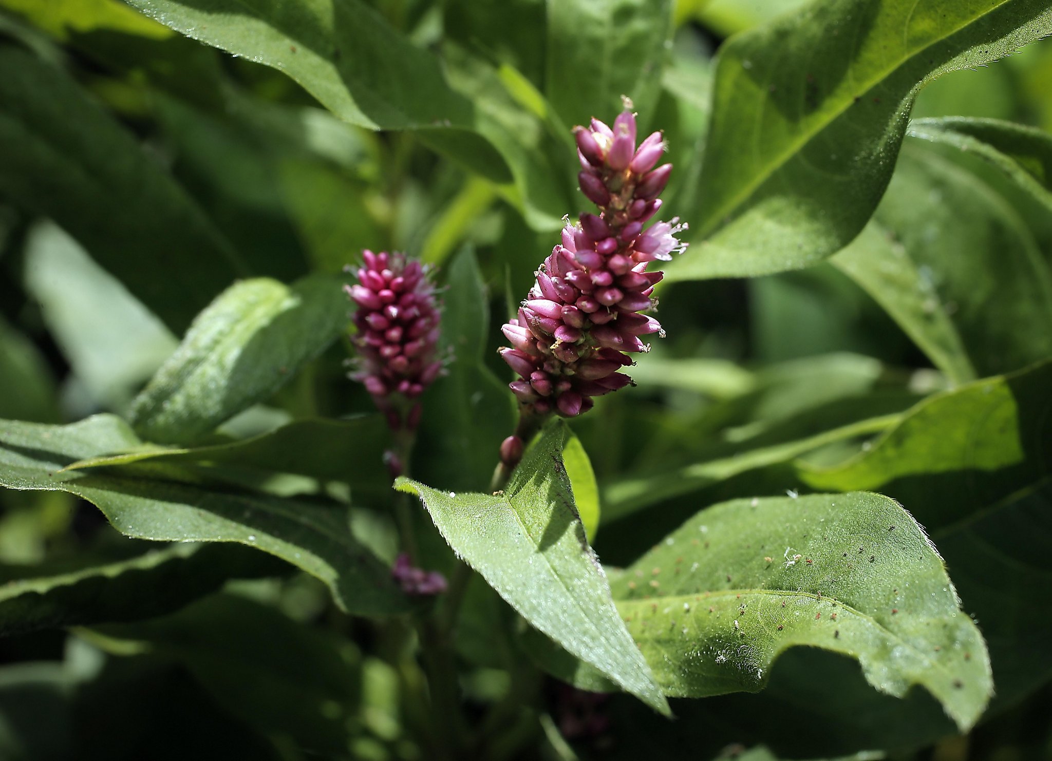 New and long-gone plants popping up at Presidio
