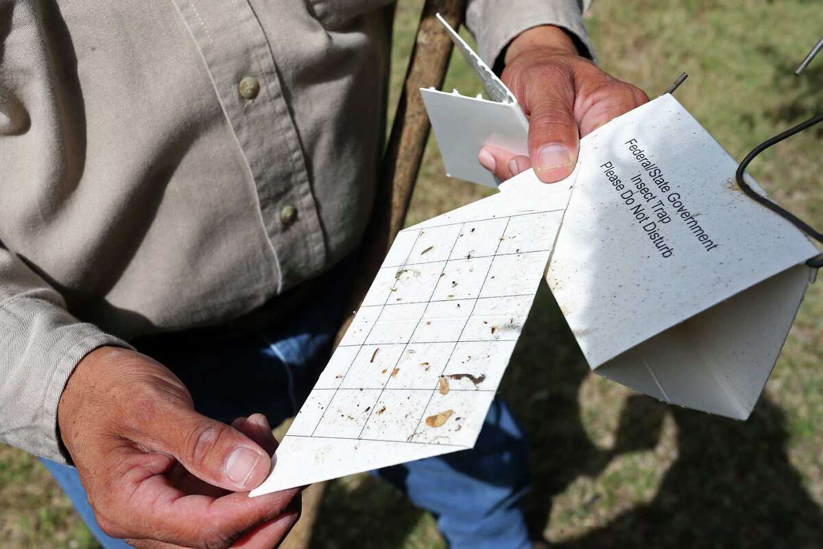 Mexican drug cartels give rise to fruit fly once eradicated in U.S.
