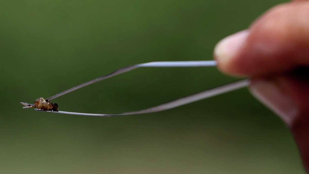 Drug war blamed for invasion of Mexican fruit fly