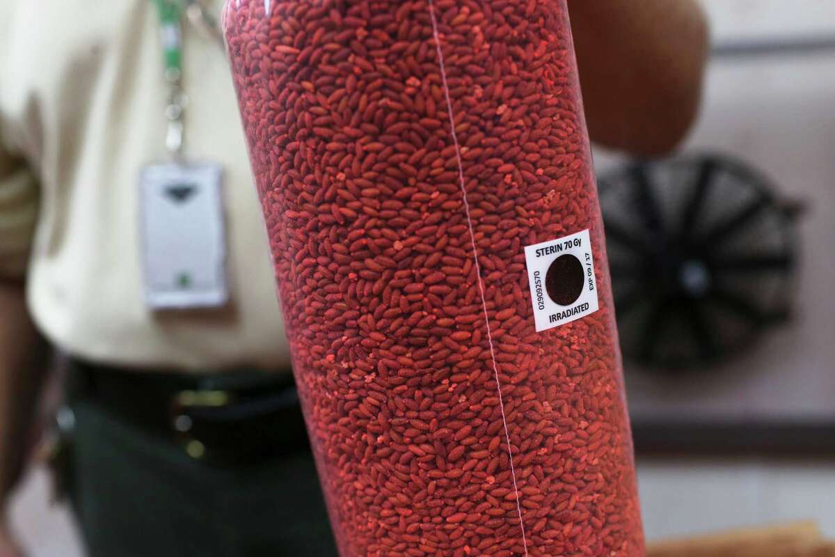 Mexican drug cartels give rise to fruit fly once eradicated in U.S.