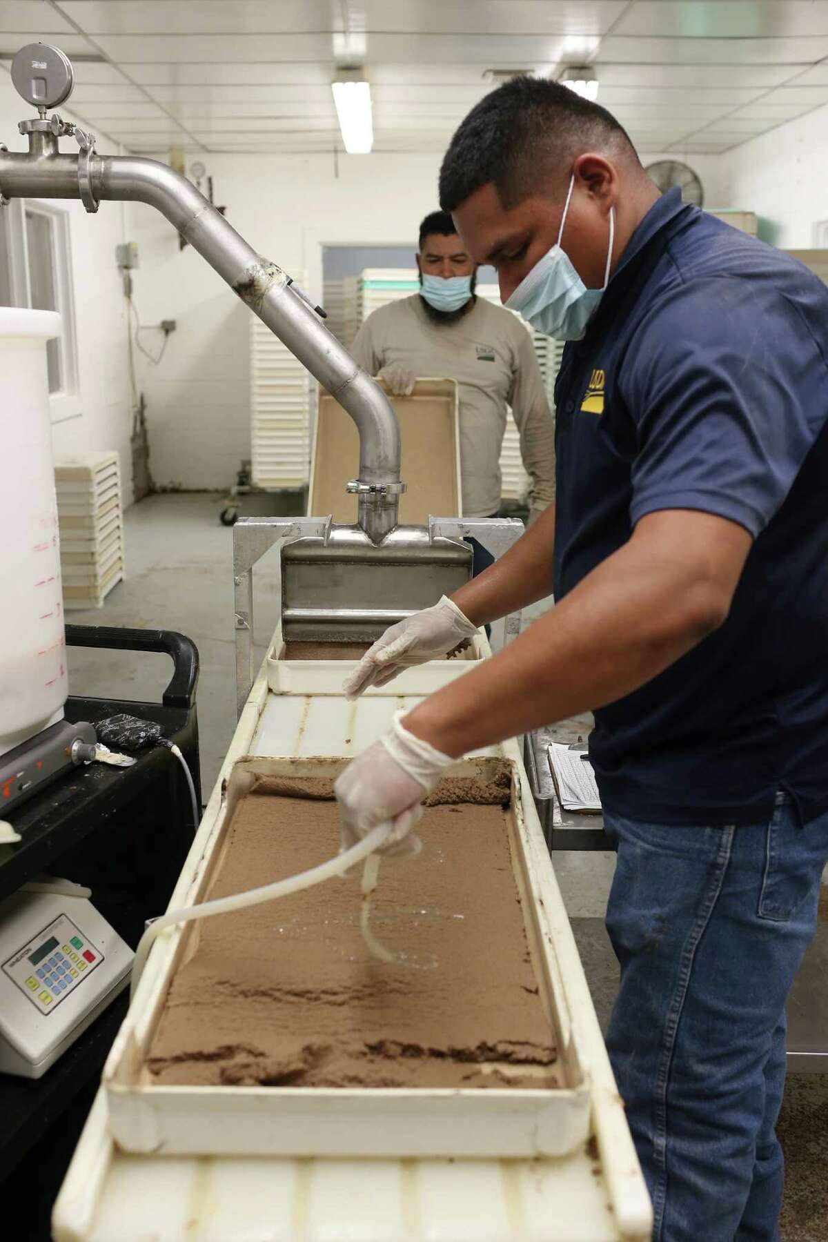 Mexican drug cartels give rise to fruit fly once eradicated in U.S.