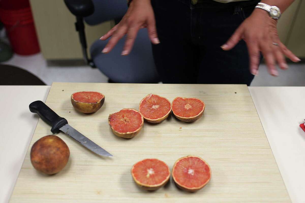 Mexican drug cartels give rise to fruit fly once eradicated in U.S.