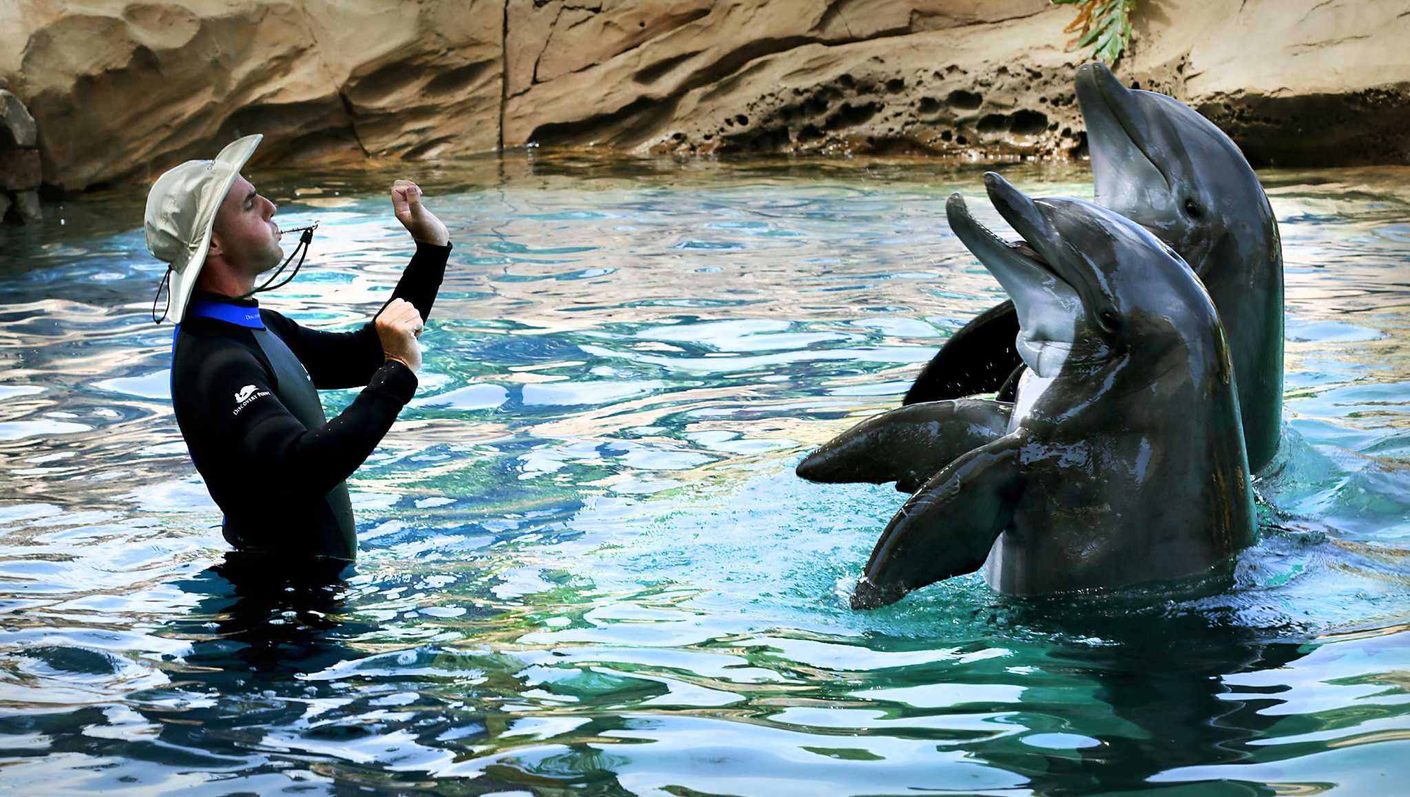SeaWorld expands partnership with Texas animal rescue group ahead of ...