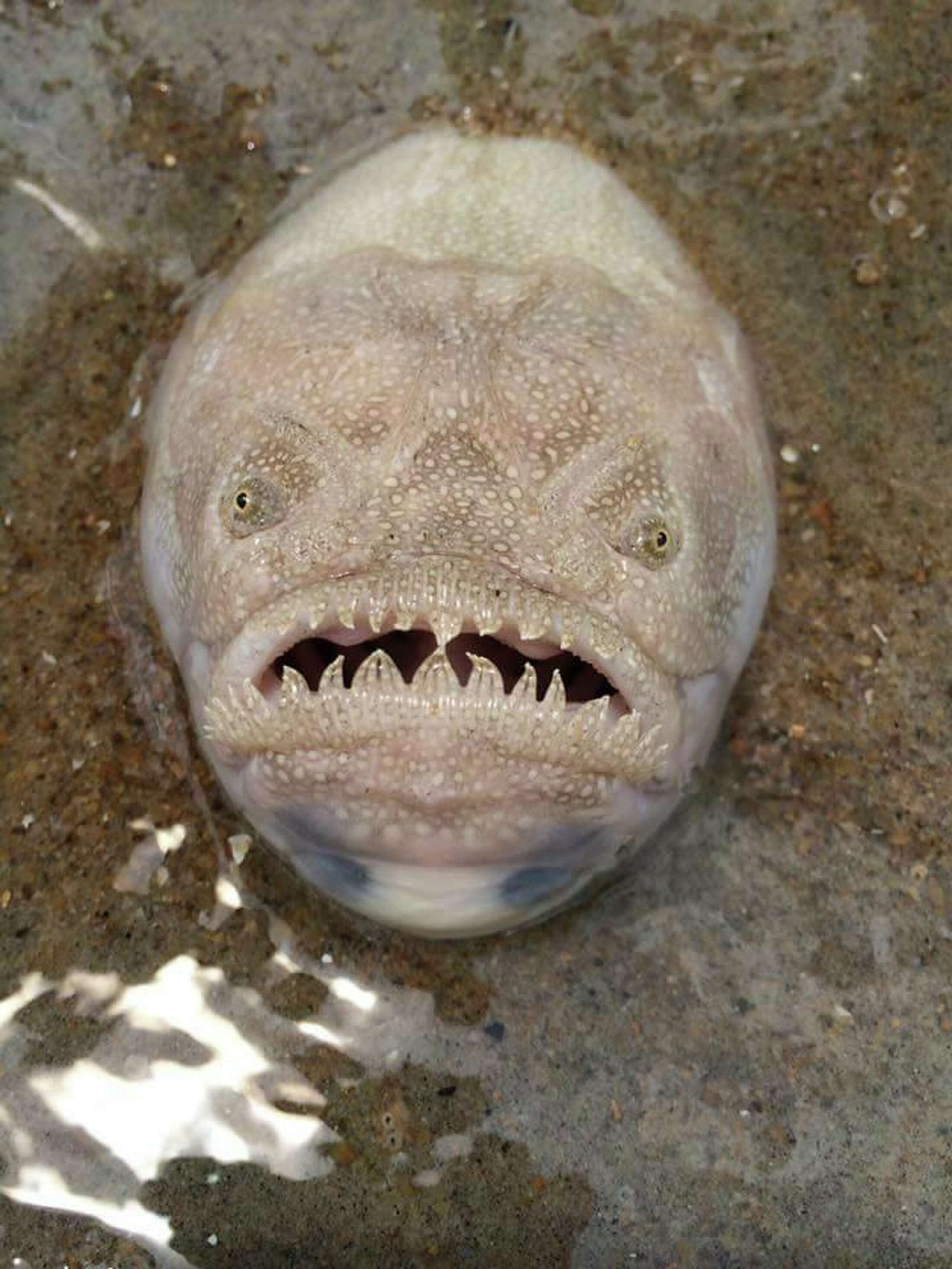 This creepy-looking fish bulging out of the sand has beachgoers frightened