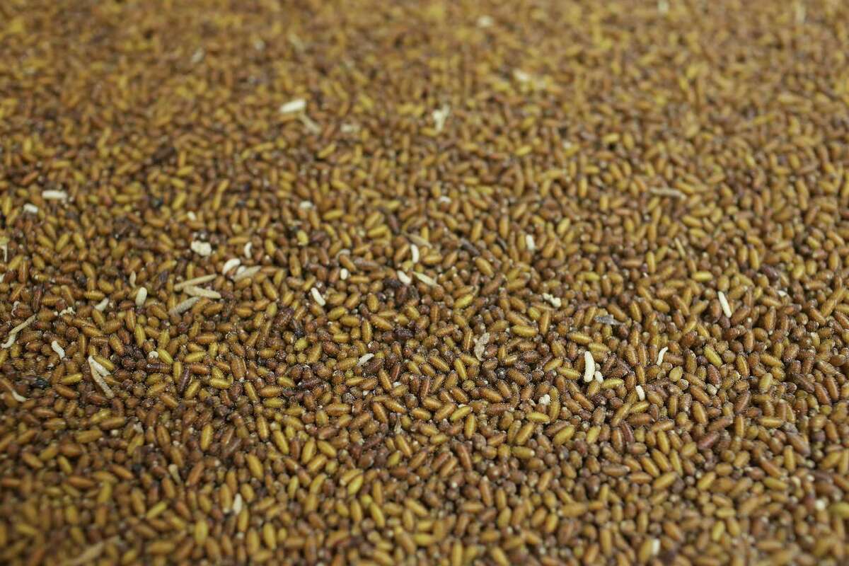 Mexico's drug war helps fruit flies return to U.S.