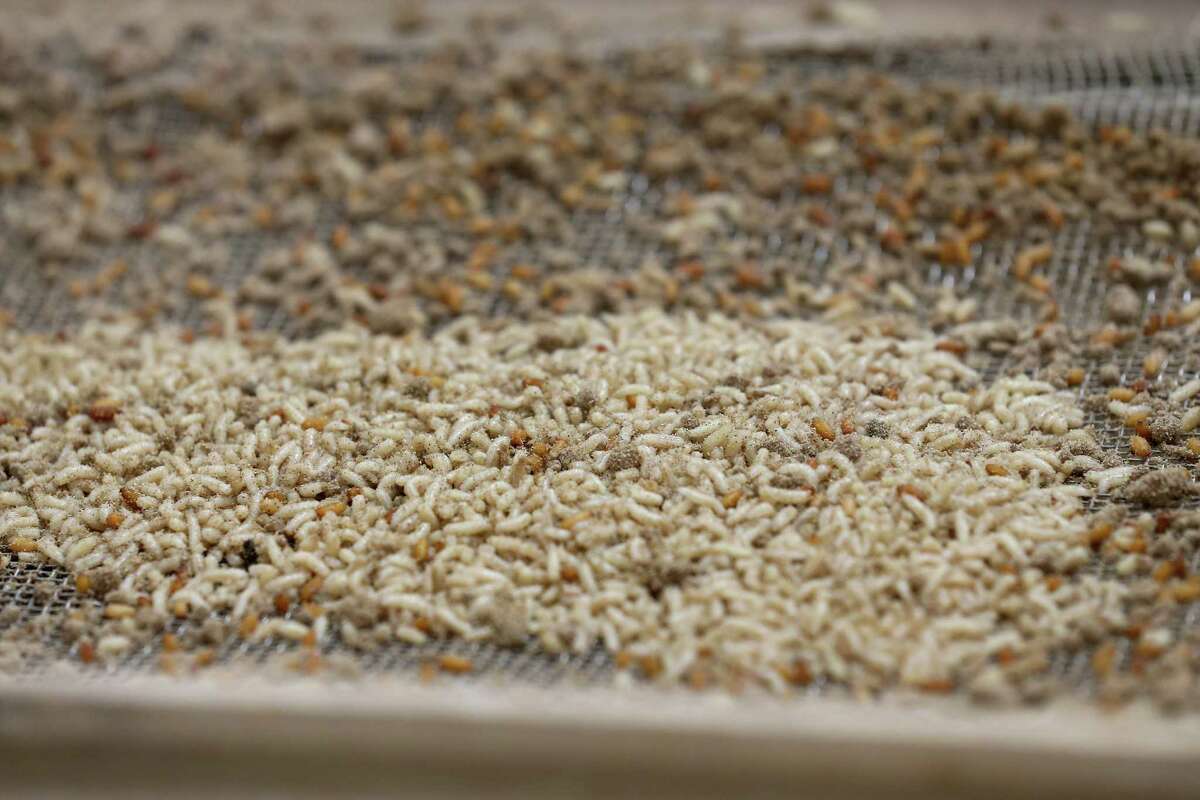 Mexico's drug war helps fruit flies return to U.S.